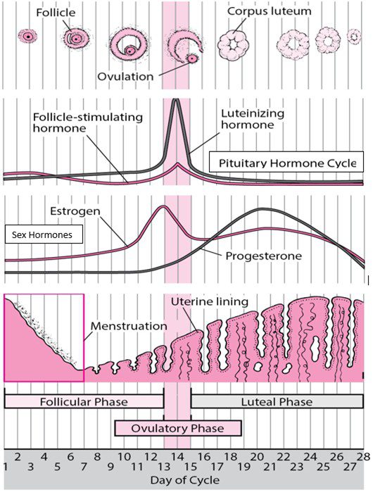 The 3 Ms and the Female Hormonal Life Cycle, Part 2- Menstruation ...