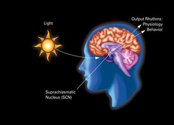 Balancing Men’s Health: The Daily Hormonal Cycle and Circadian Rhythm ...