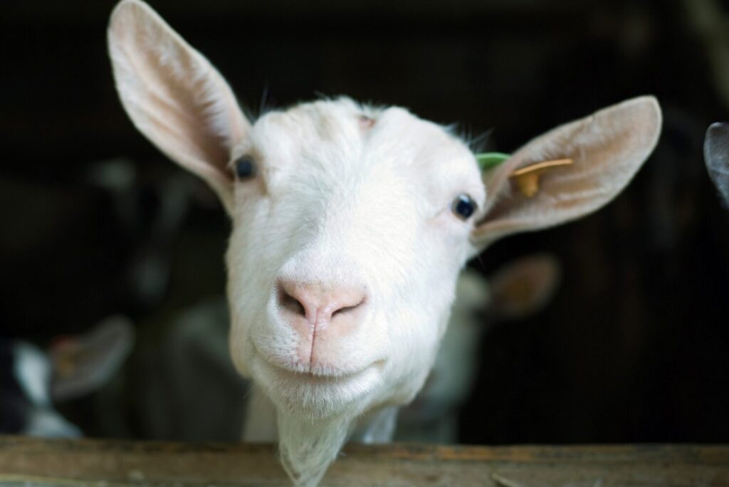 Goat Milk: Nature’s Nourishing Dairy Alternative - Goodhealth NZ ...